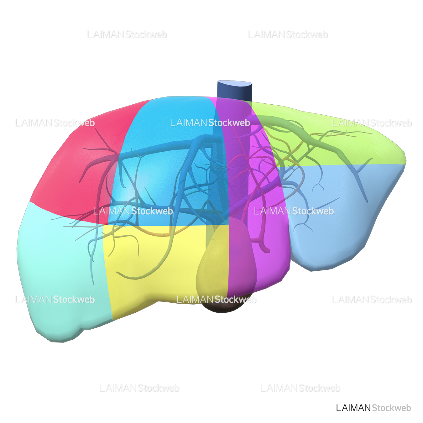 肝臓 – LAIMAN Stockweb
