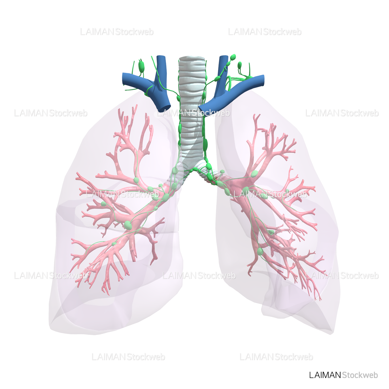リンパ節: 気管支・肺 – LAIMAN Stockweb